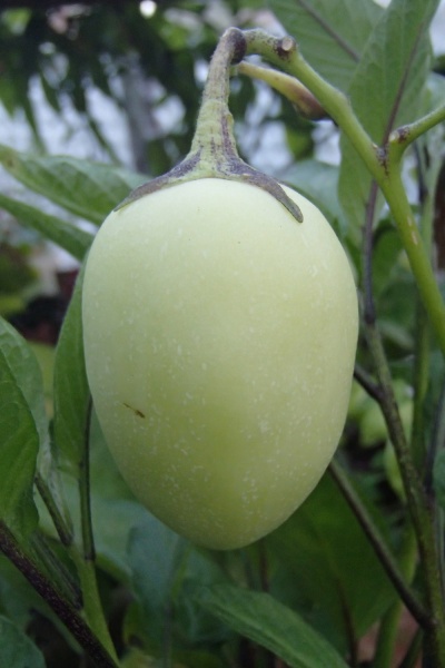 Solanum muricatum 'Pepino Gold', Melon Pea from Shrubland Nurseries in ...